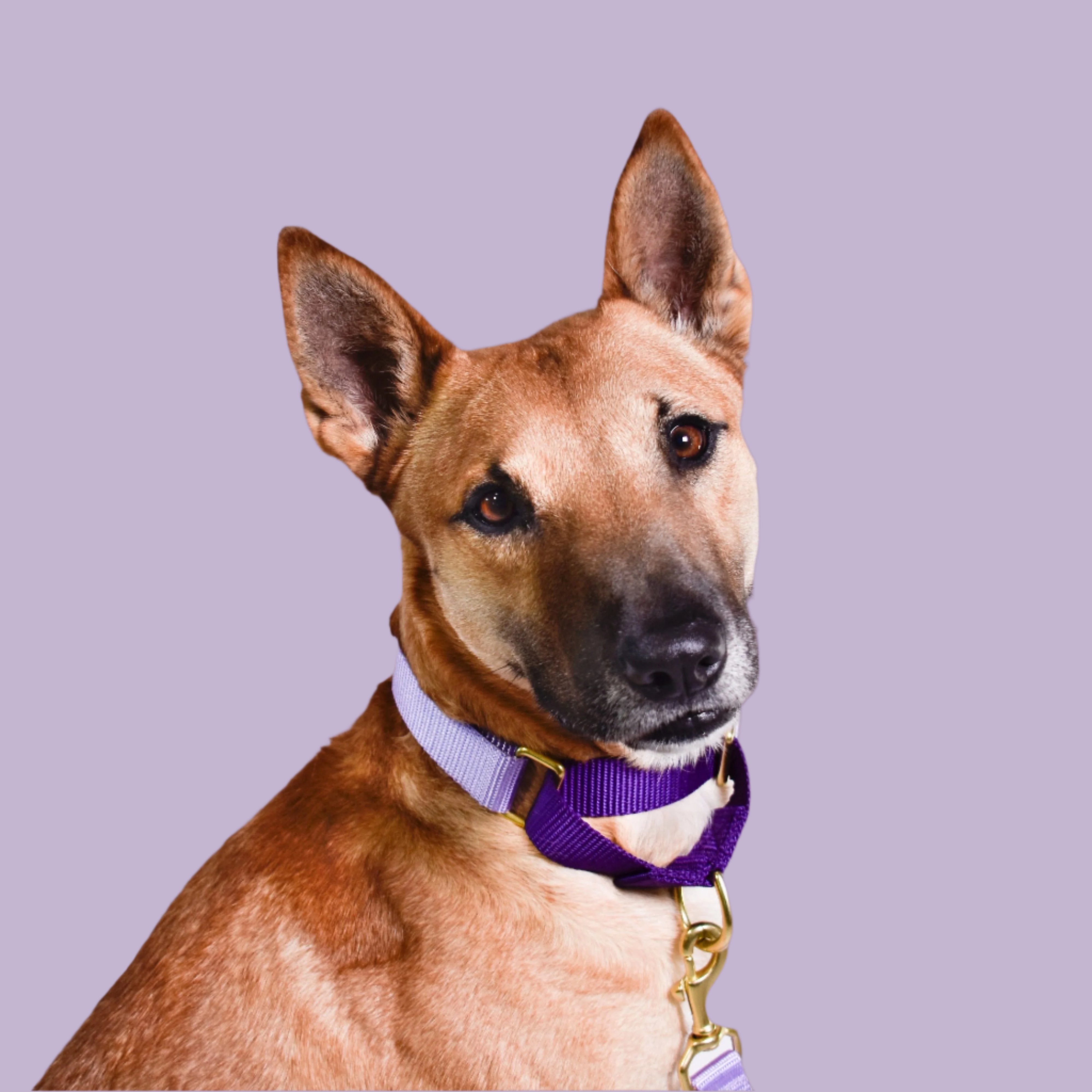 martingale dog collar / lilac + violet – Wuforia