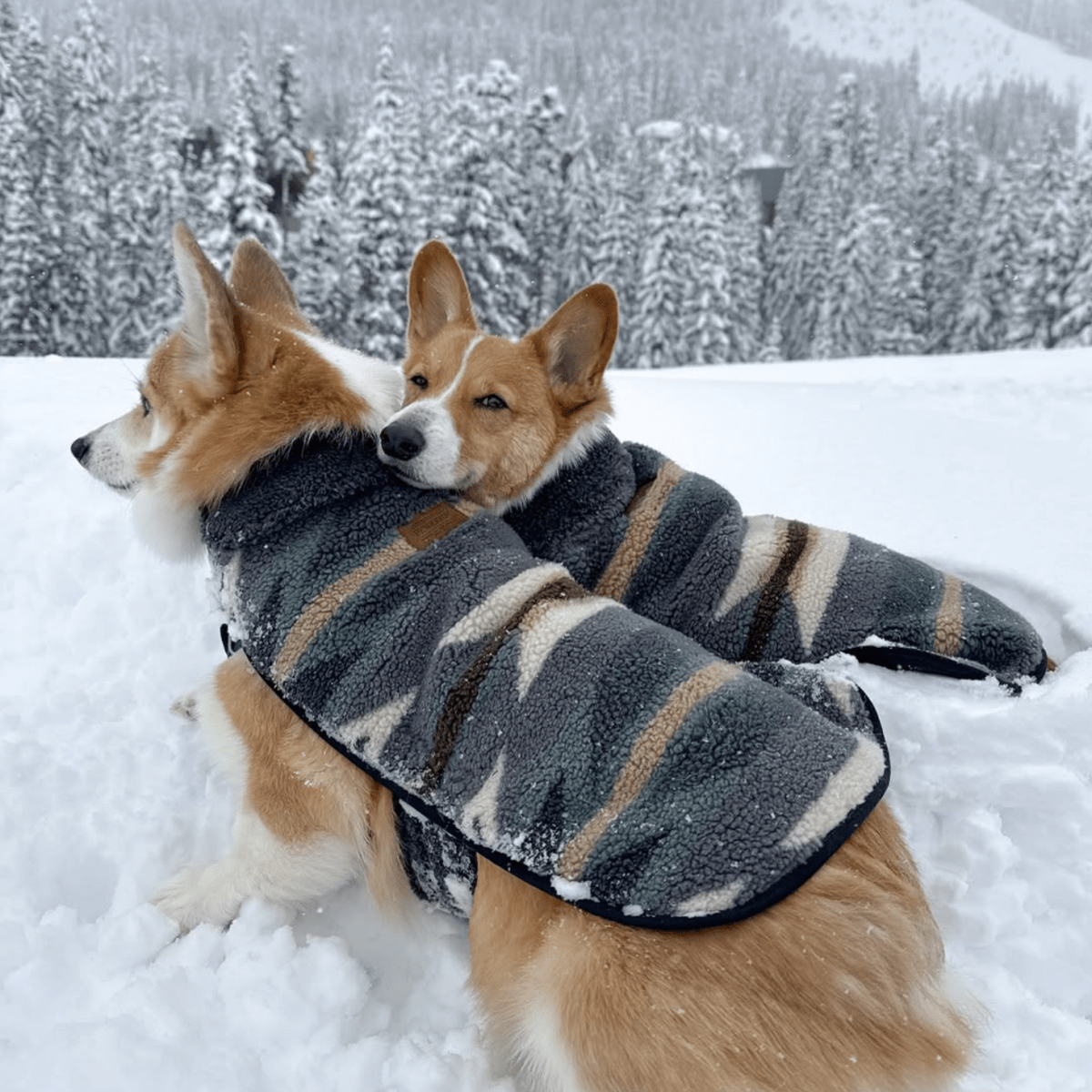 Pendleton Berber Dog Coat – Wuforia
